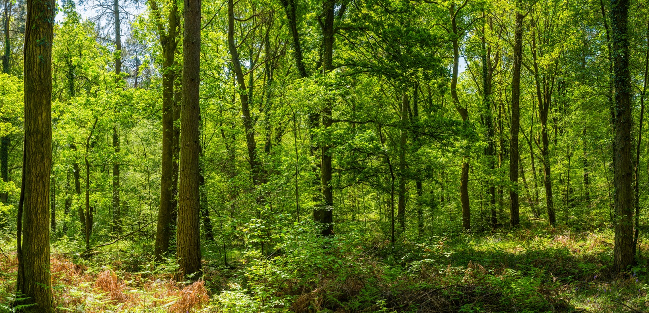 NAR Fulfills Pledge to Plant 1.5M Trees