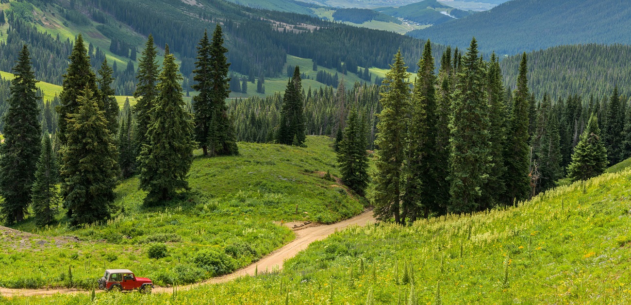 NAR to Plant 215K Trees to Revive Scorched Idaho Forests